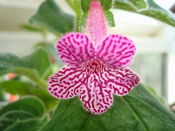 Ywwees Gesneriaceaer: Kohleria P-W (Inte mina egna sorter)