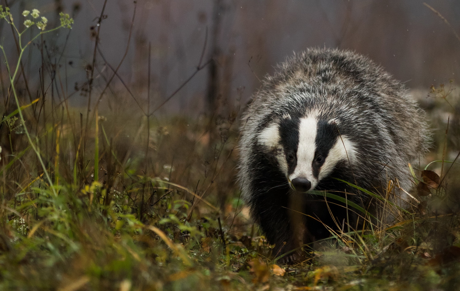 Kilometer G 0945: JAZVEC LESNÝ II