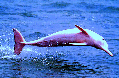 ANPP Animales y Plantas de Perú: Delfín Rosado de la Amazonia - Inia ...