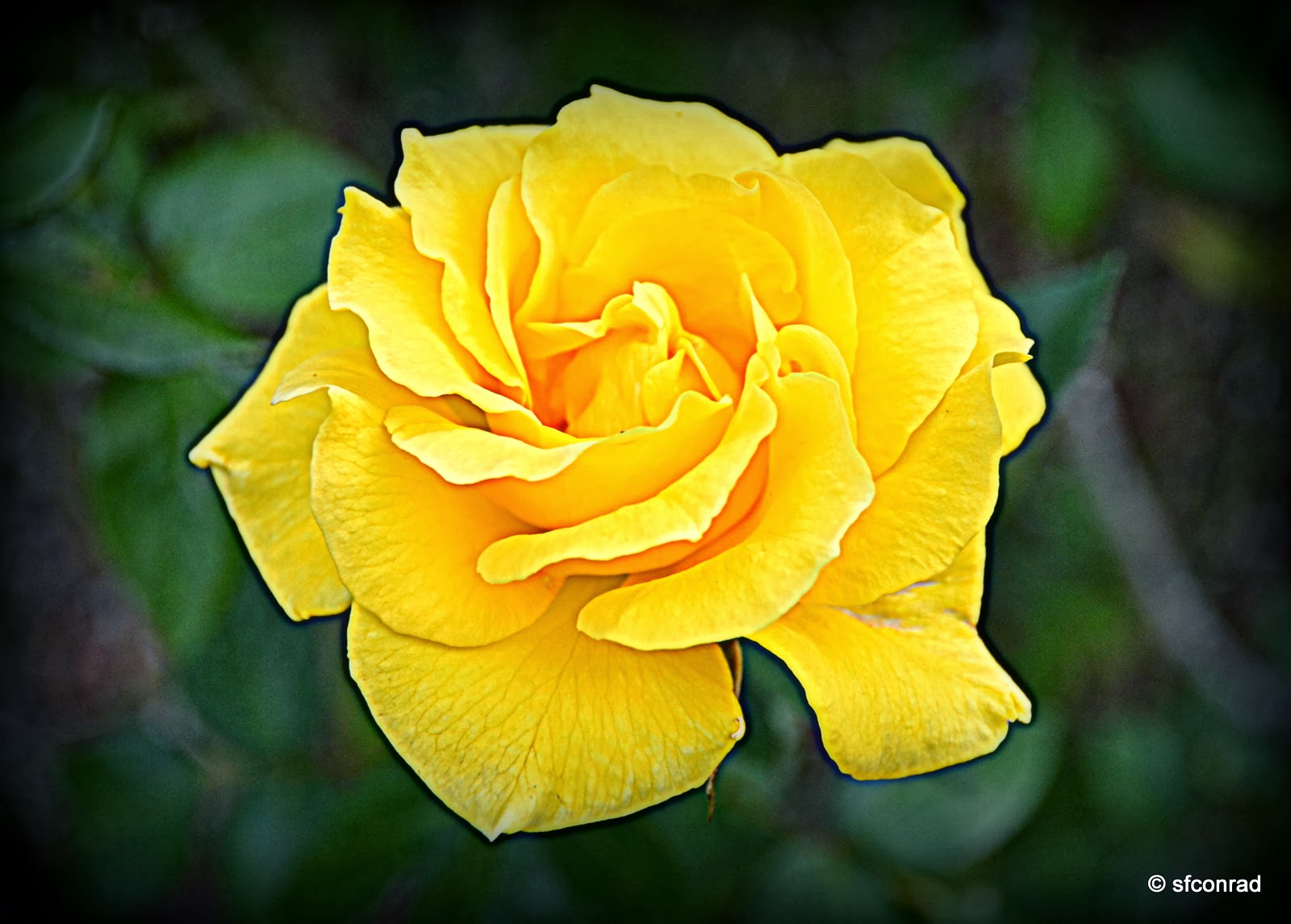 PUPPY PATHS - RVing Full-Time: Perry's Yellow Roses Of Texas!!