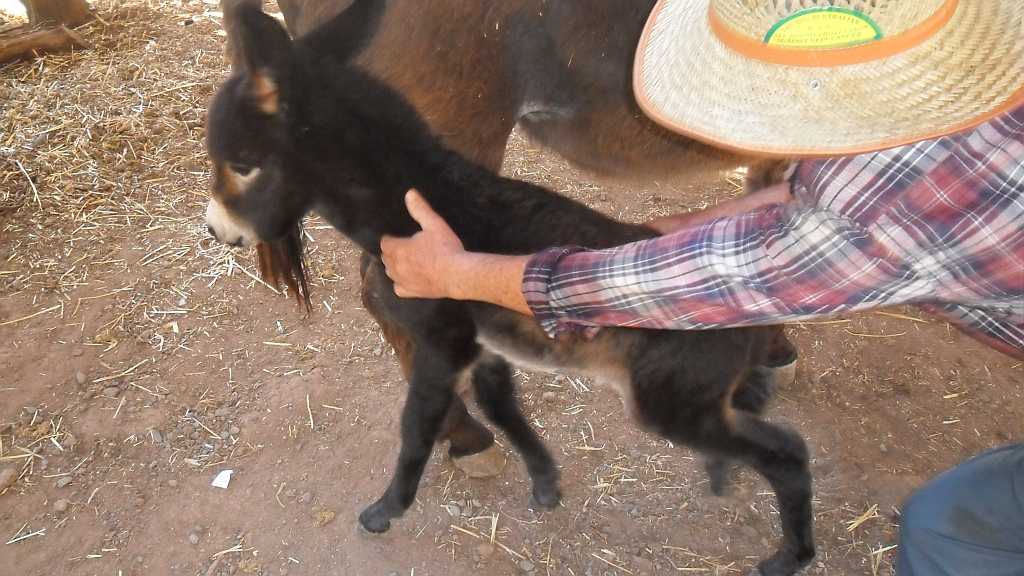 Canario: Burritos gemelos
