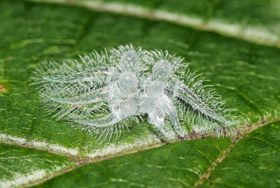 Ohio Birds and Biodiversity: Beautiful slugs!