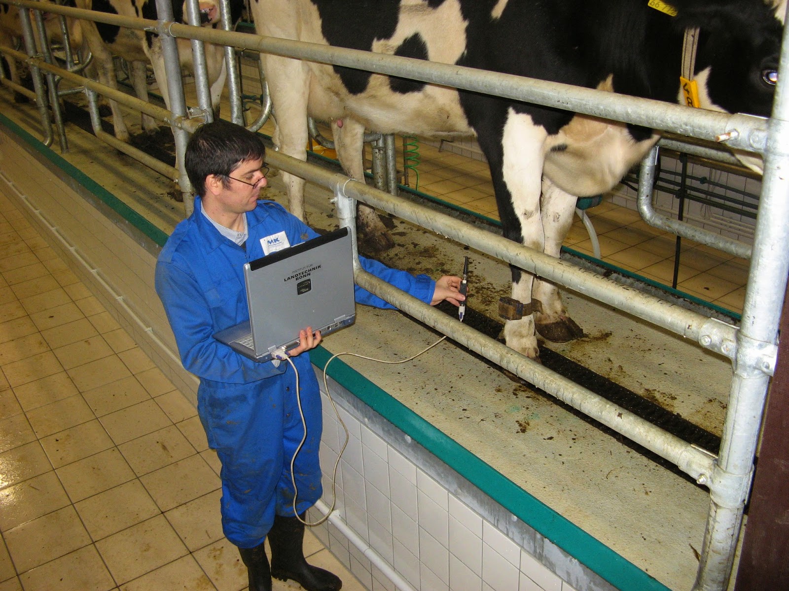 ครบเครื่อง เรื่องปศุสัตว์: วิธีการการจับสัดในโค มันมีมากมายหลายวิธีนะเอ ...