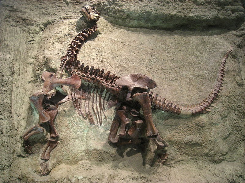 Neosauropoda – Variety of Life