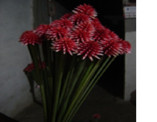 conociondo la naturaleza del guainia: FLOR DE INIRIDA