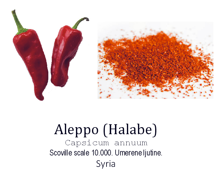 Čili Zaječar: Aleppo (Halabe)