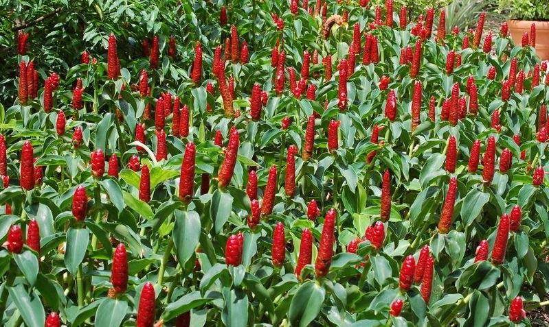 Jual Pohon Pacing | Pacing Pentul | Pacing Lokal | Tanaman Pelengkap ...