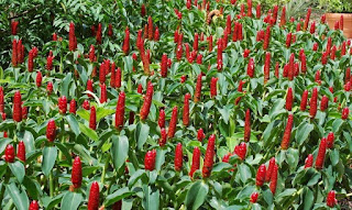 Jual Pohon Pacing | Pacing Pentul | Pacing Lokal | Tanaman Pelengkap ...