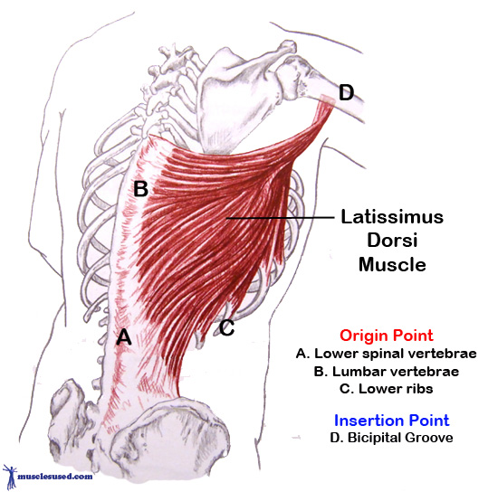 背闊肌(Latissimus Dorsi muscle) | 職能治療陪你居家復健