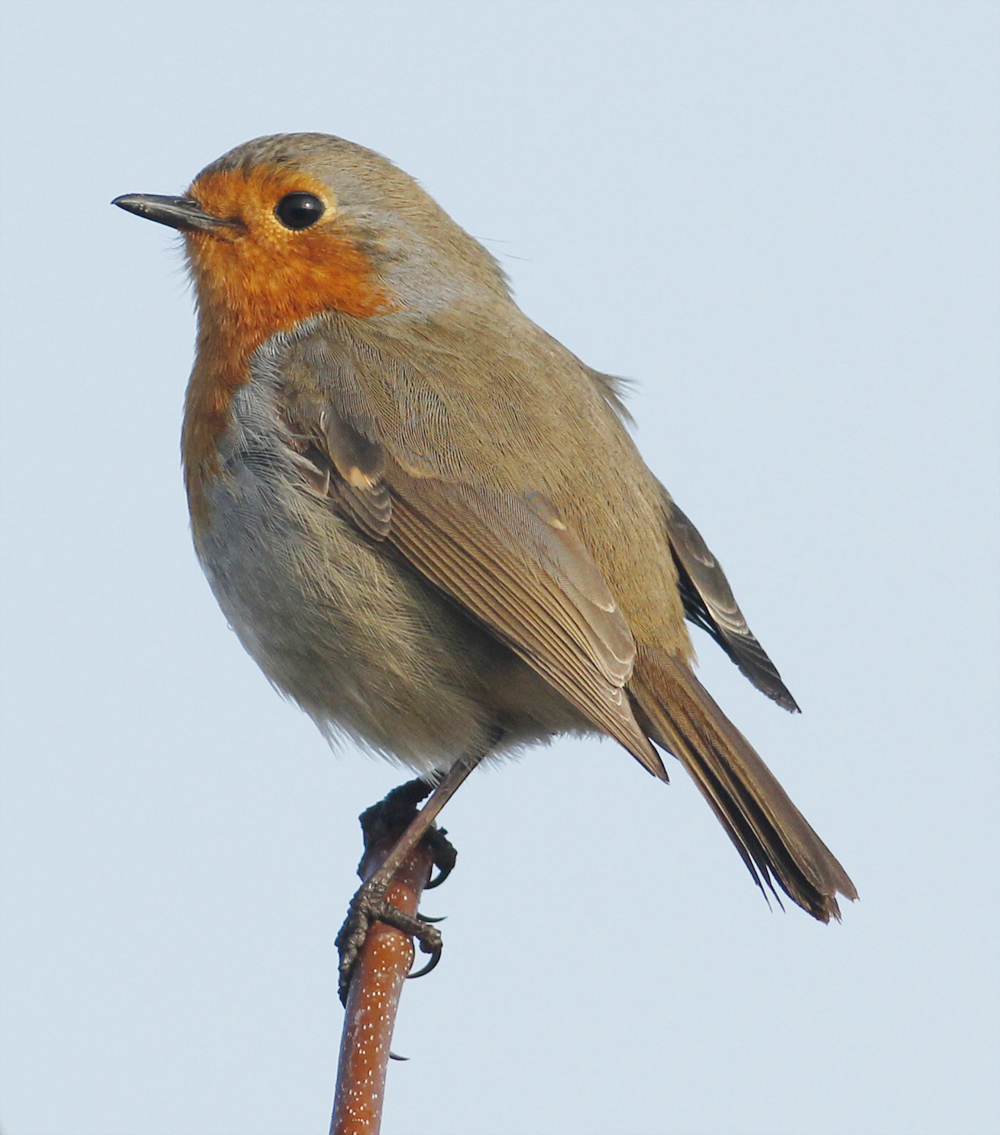 Another Bird Blog: Wren