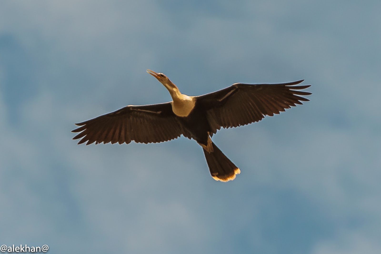 Pájaros, Pajarracos: enero 2015