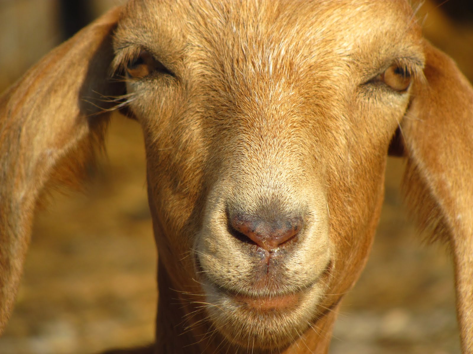 LIFE IN SKUNK HOLLOW: More Goatie Photos