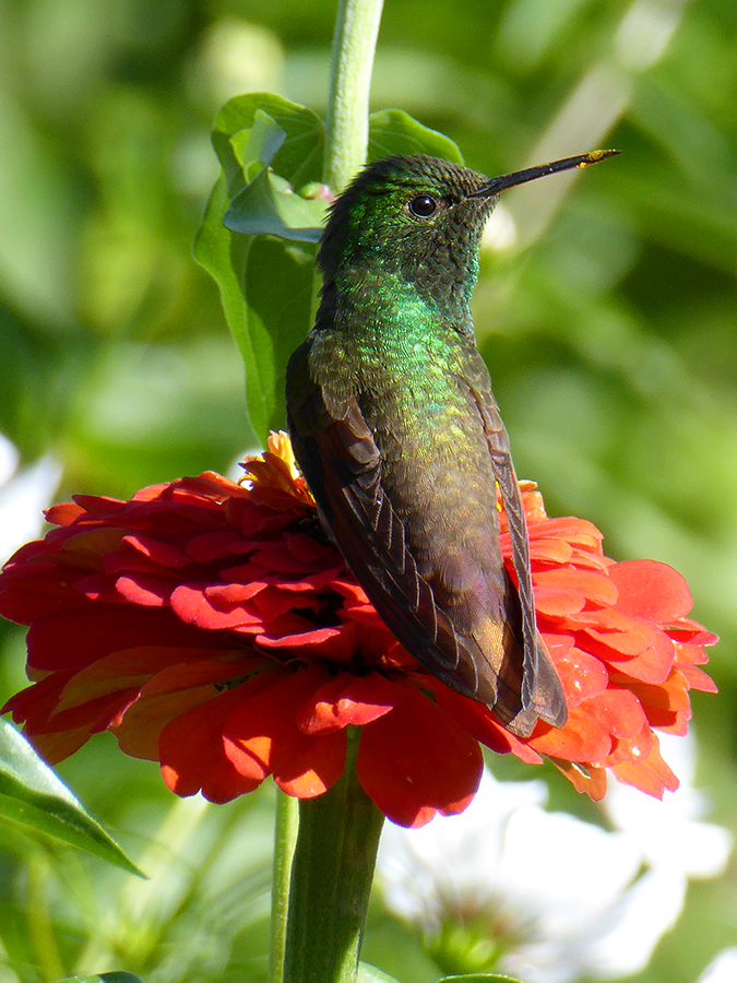 Oaxaca-The Year After: More colibri