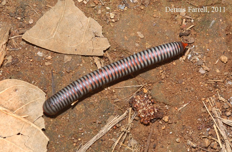 Living Thailand: Thai Rainbow Millipede (Tonkinbolus dollfusi)