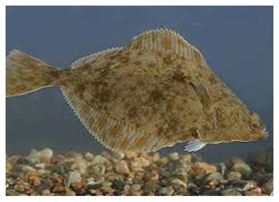 Southern Flounder - flounder