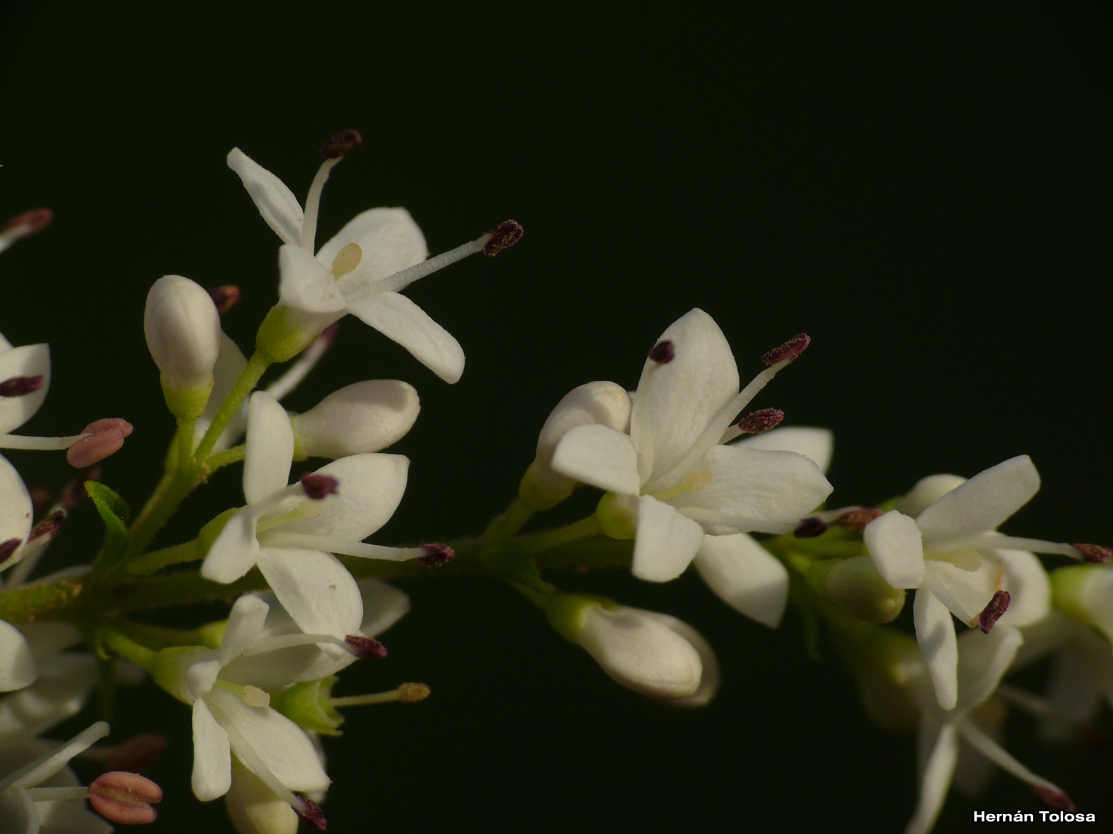 Flora Bonaerense: Ligustrina (Ligustrum sinense)