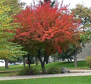 Trees of Santa Cruz County: Acer ginnala - Amur Maple