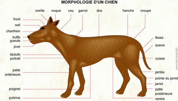 Français: L 2 - Morphologie d'un Animal