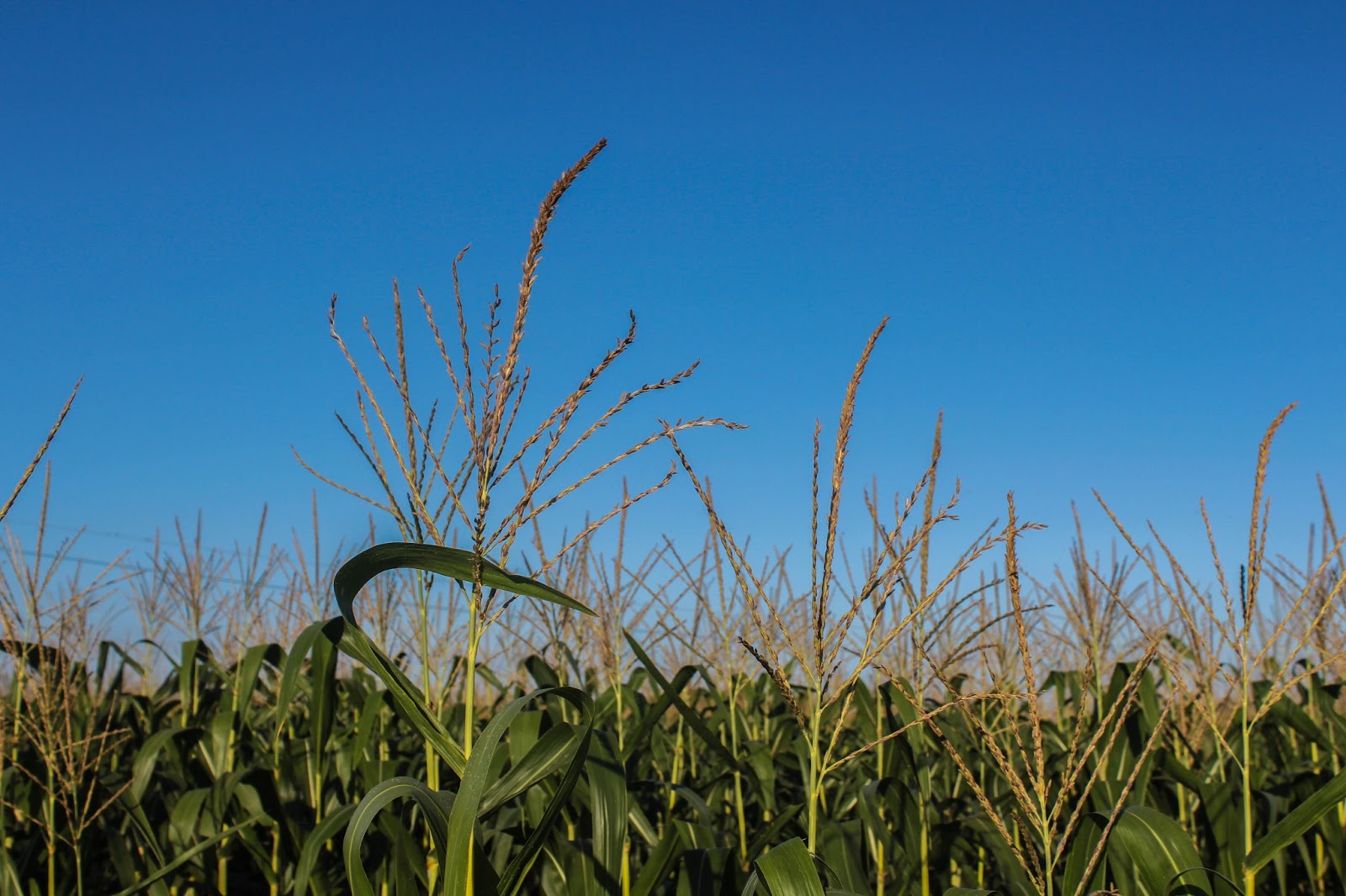 Baron the Explorer: Balasan, Iloilo: Land of Golden Fields