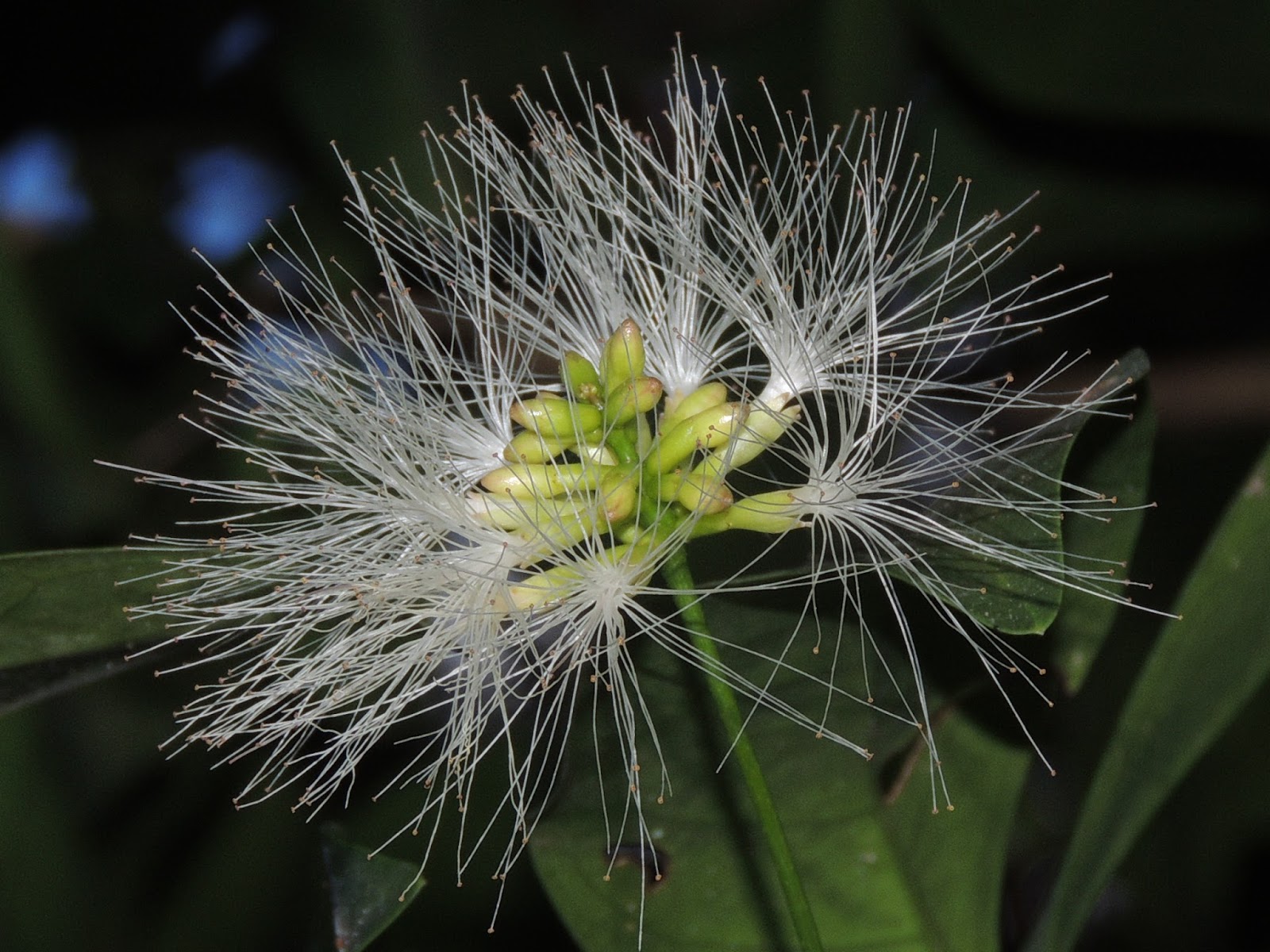 Flora campus I: Fabaceae - Inga capitata Desv.