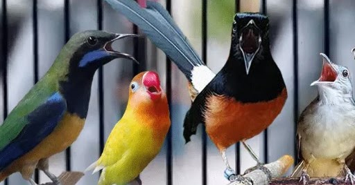 Koleksi Terbaru 21+ Suara Hewan Meri