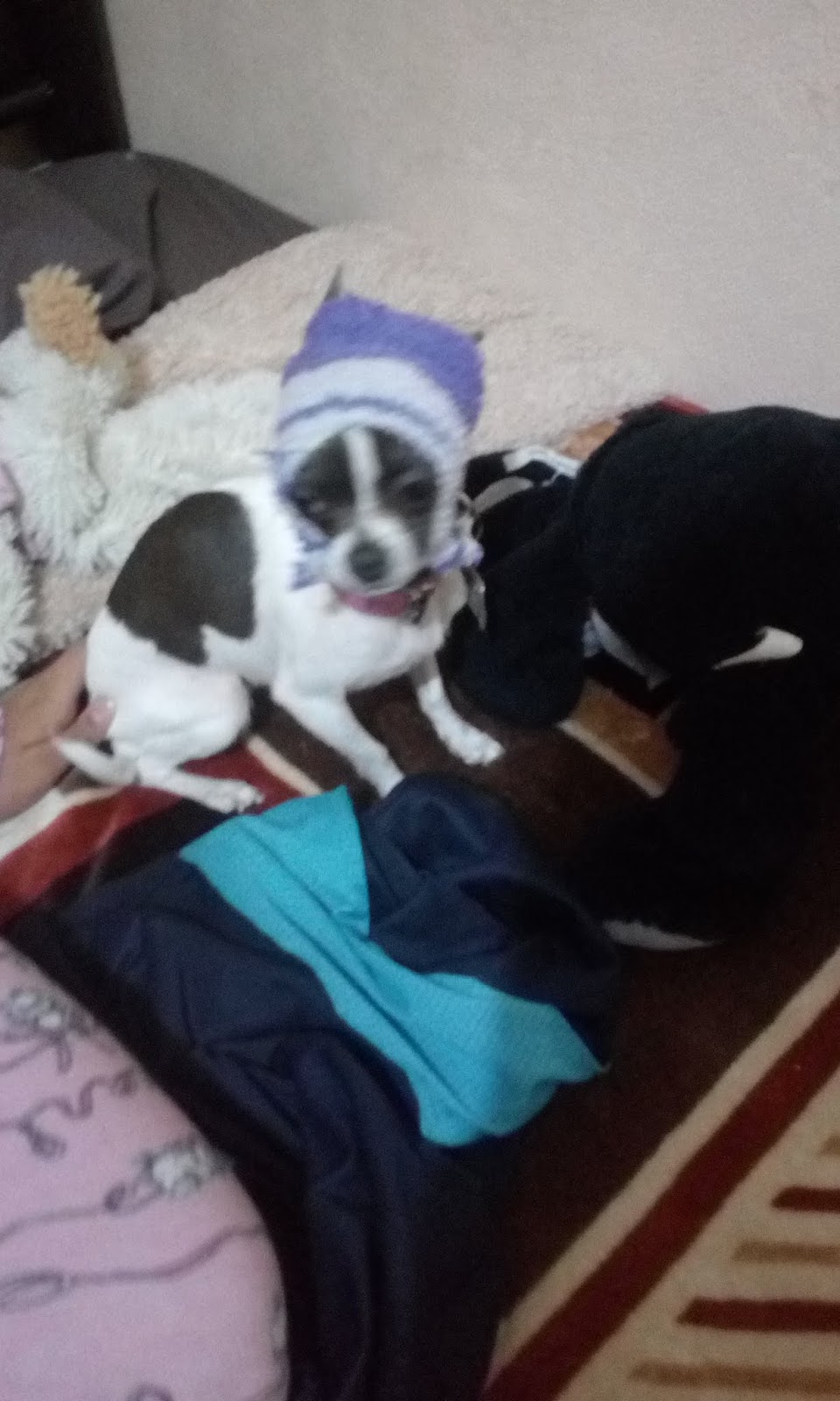 ¿Por qué les dicen ‘lomitos’ a los perritos?