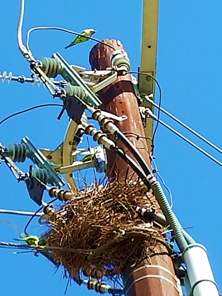 Austin, Texas Daily Photo: Monk Parakeets