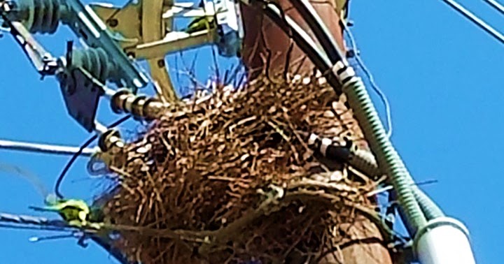 Austin, Texas Daily Photo: Monk Parakeets