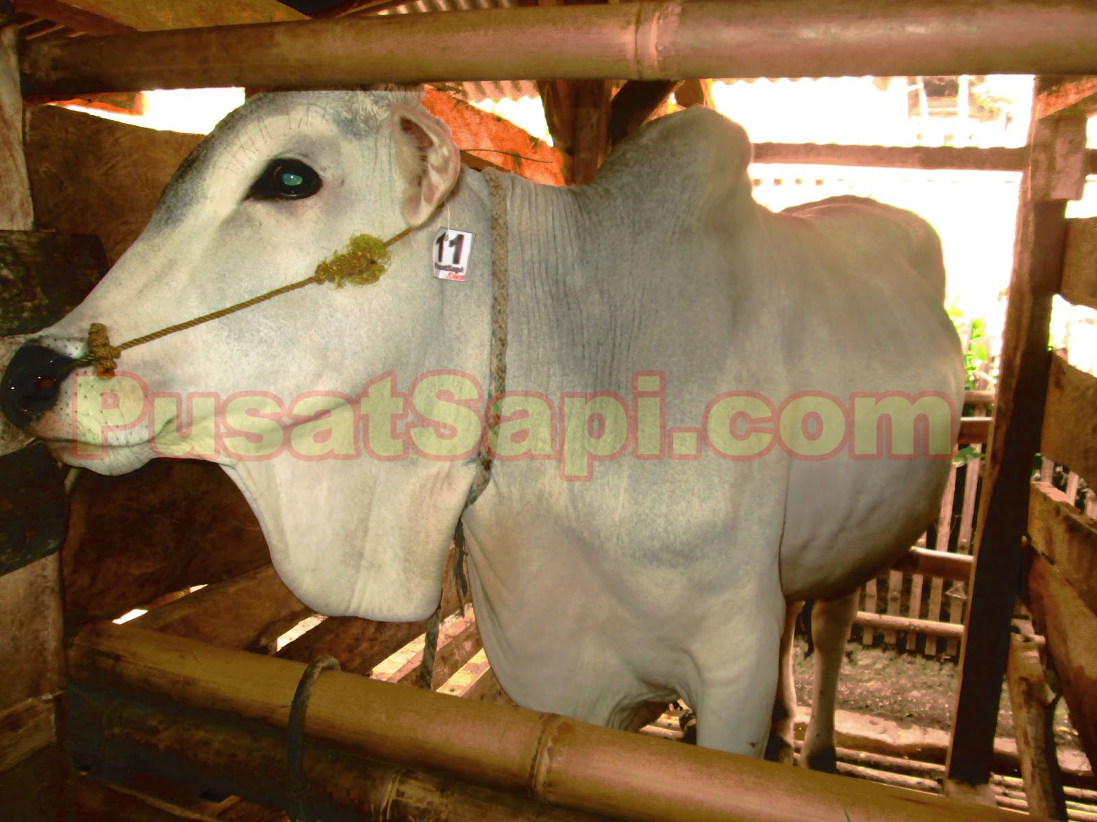 Pusat Jual Sapi & Domba Qurban MURAH di Bandung | PusatSapi.com: HARGA ...