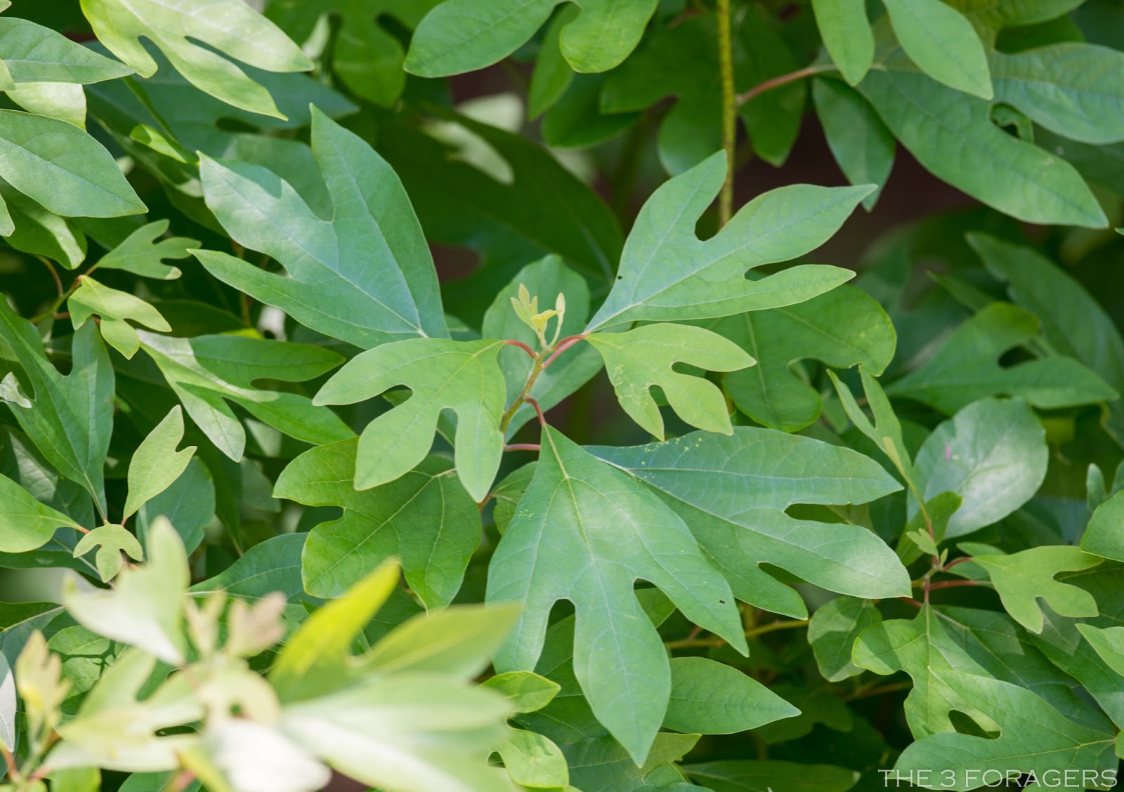 The 3 Foragers: Foraging for Wild, Natural, Organic Food: Sassafras ...