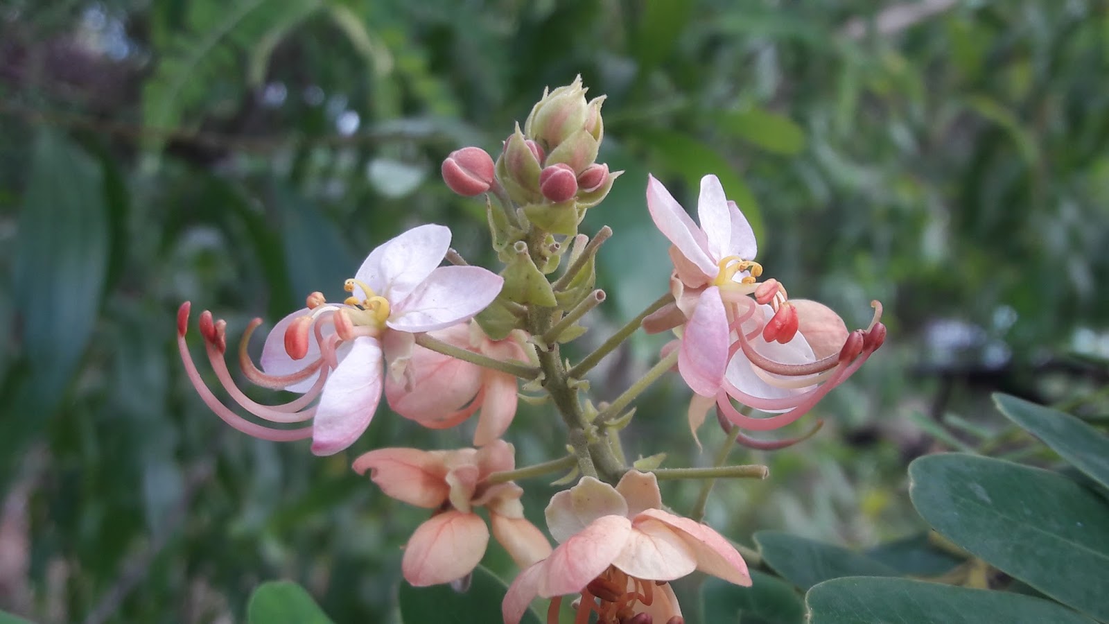 Cassia roxburghii or Ceylon Senna