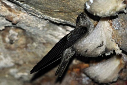 Mengenal Burung Walet "Si Liur Emas" - Walet Superku