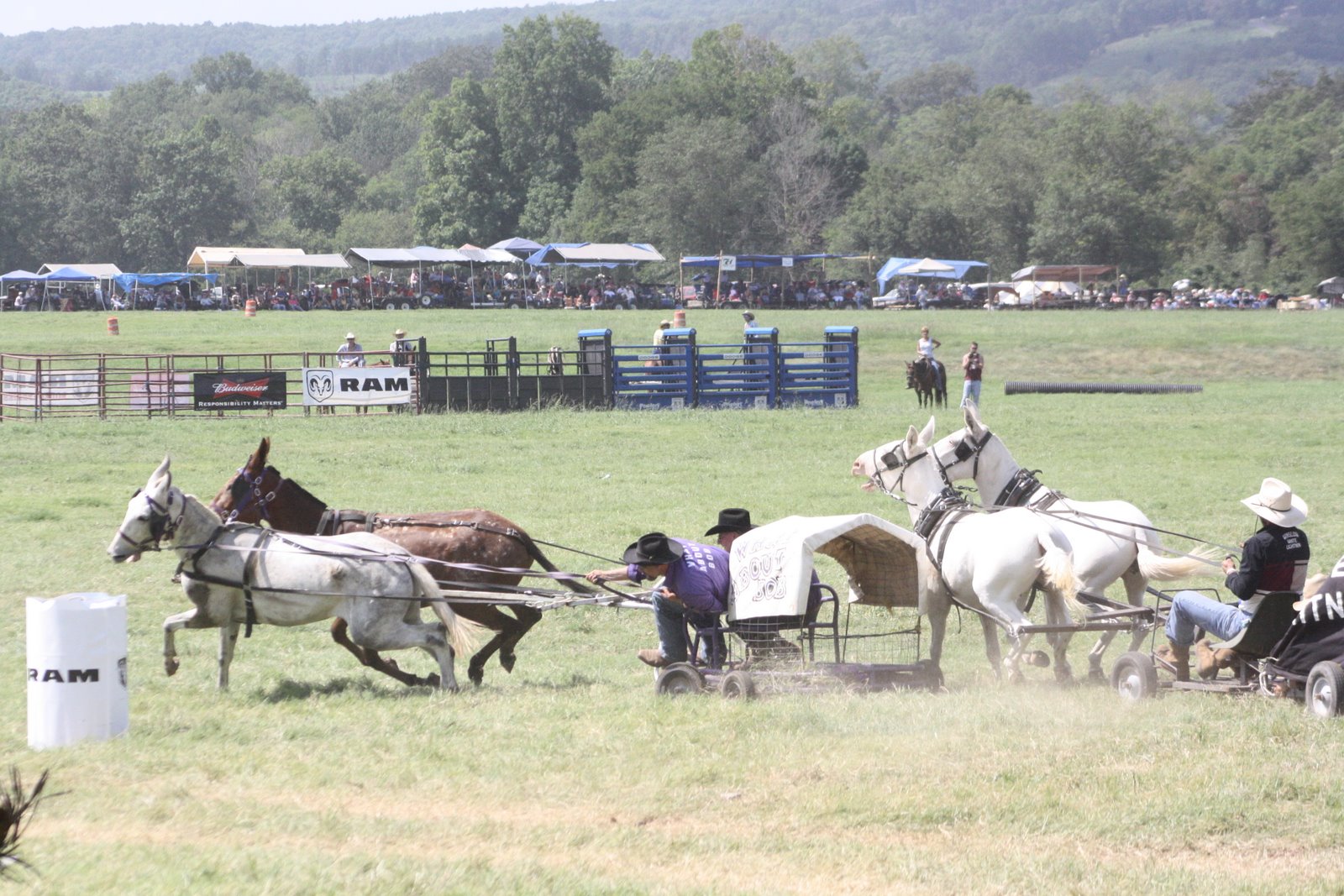 PairADice Mules: National Championship Chuckwagon Races Big Mules