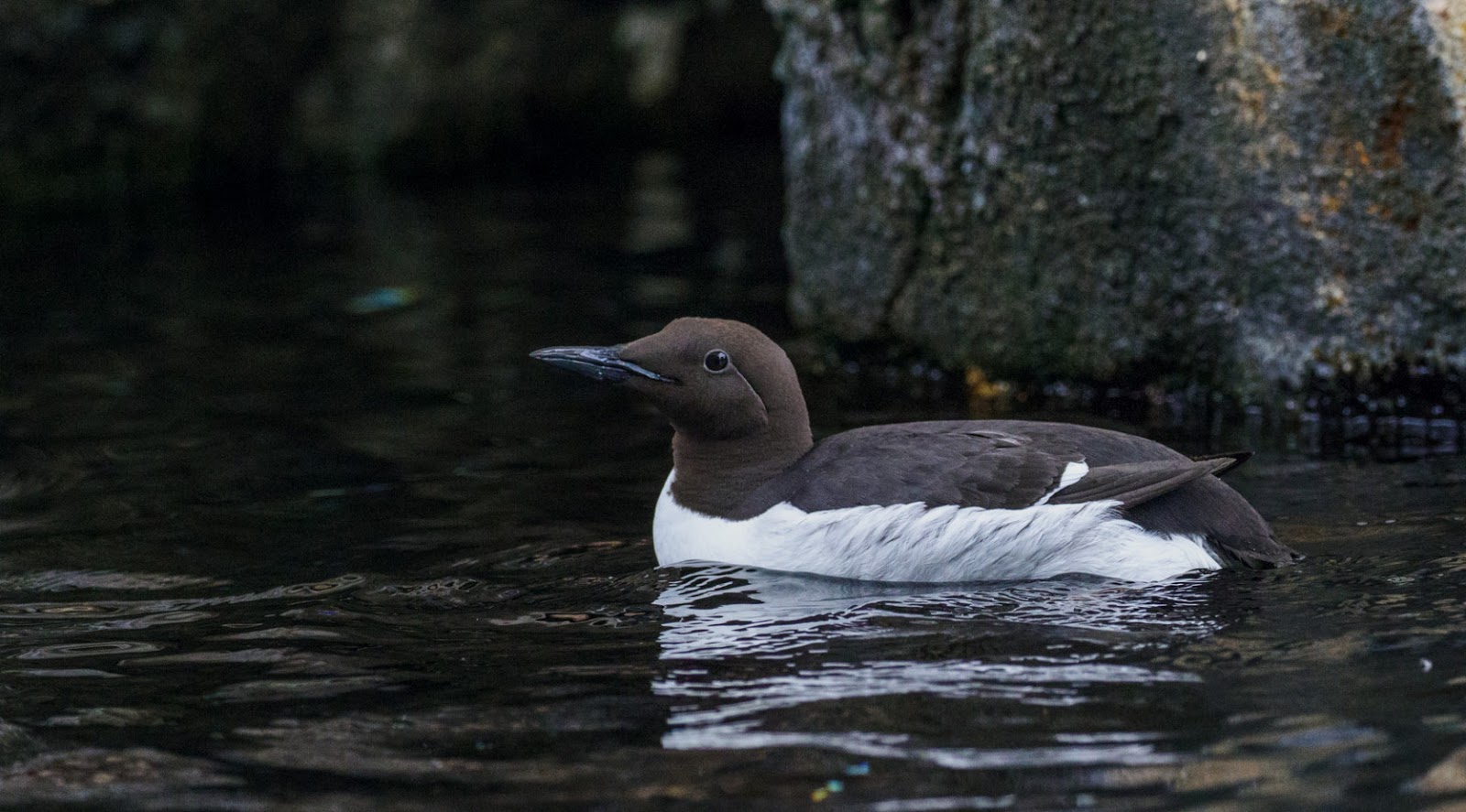 The Show and Tell Nature Blog: A Celebration of Sea Birds