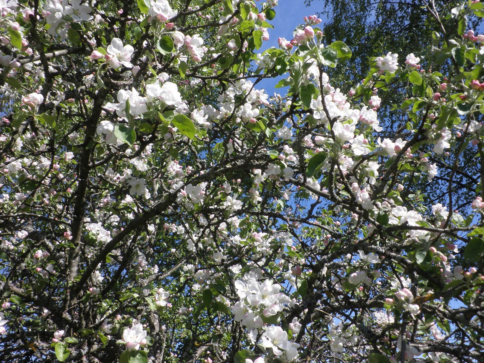 Apriksen askartelunurkkaus: Kukkiva omenapuu