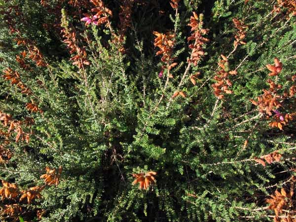Les actualités du Monde de Lupa: Erica ciliaris (Bruyère ciliée)