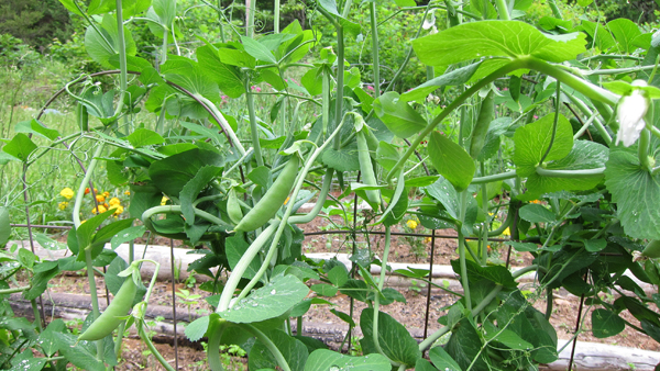 chickory: Sisyrinchium montanum (Blue Star Grass)