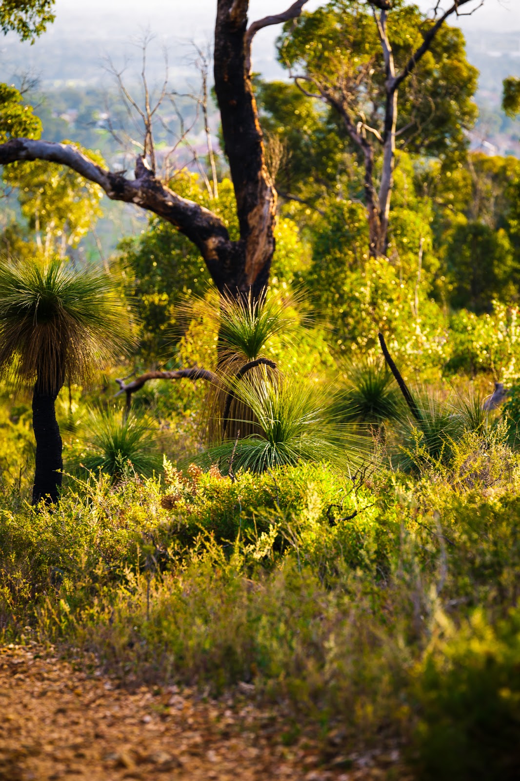 Random Lights Photography: The Eagle View Walk, John Forrest National Park