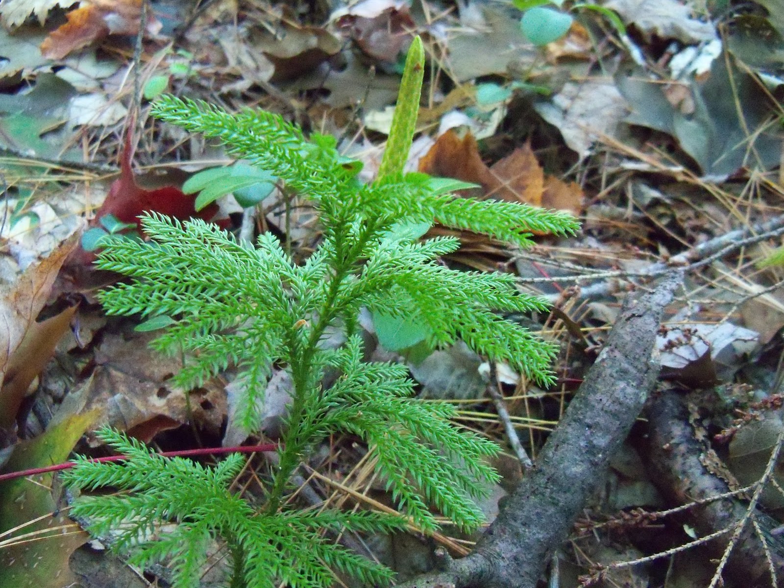 Plant Journeys: Medicine Trees