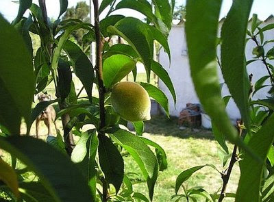 ACravan: La Persicata (Patience Gray's Wild Peach Jam)