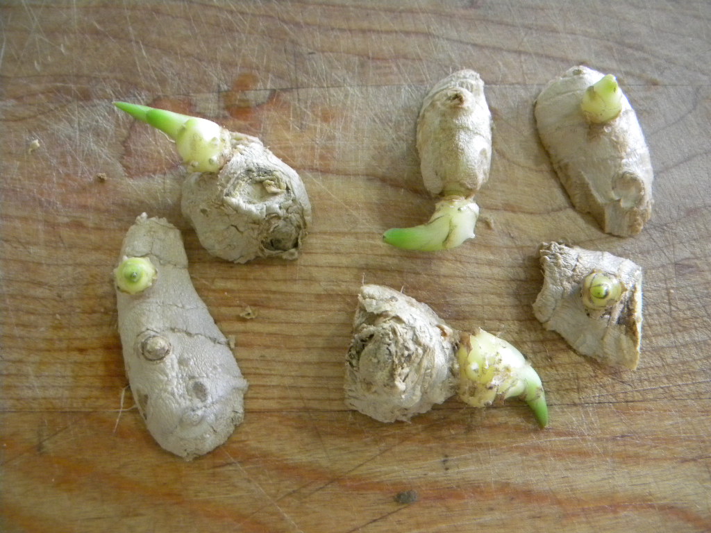 Clifford Manthey Photography: Ginger Root Buds planting