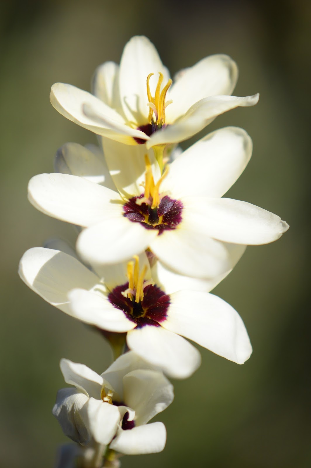 A Small, Sunny Garden: Ixia in Bloom