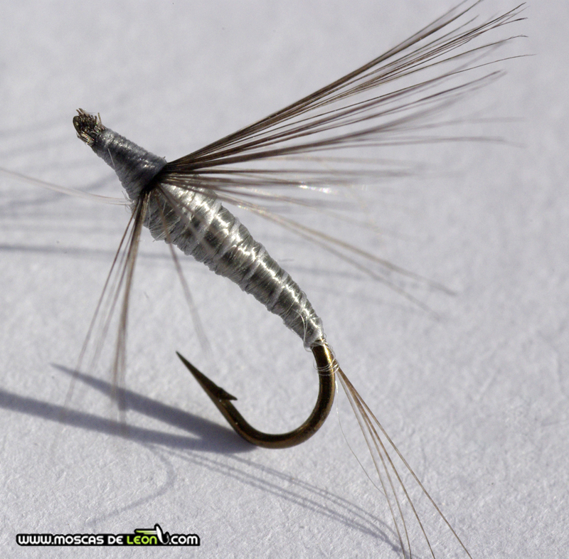 Gris plomo pardo y gris plomo indio – Moscas de León