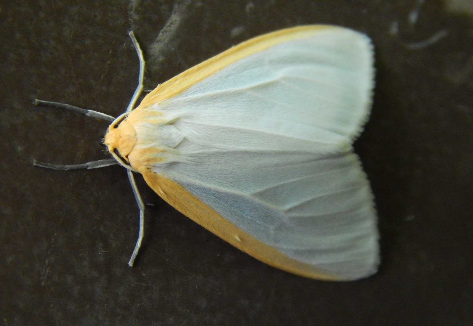 Capital Naturalist by Alonso Abugattas: Lawns, Tiger Moths, and Woolly ...