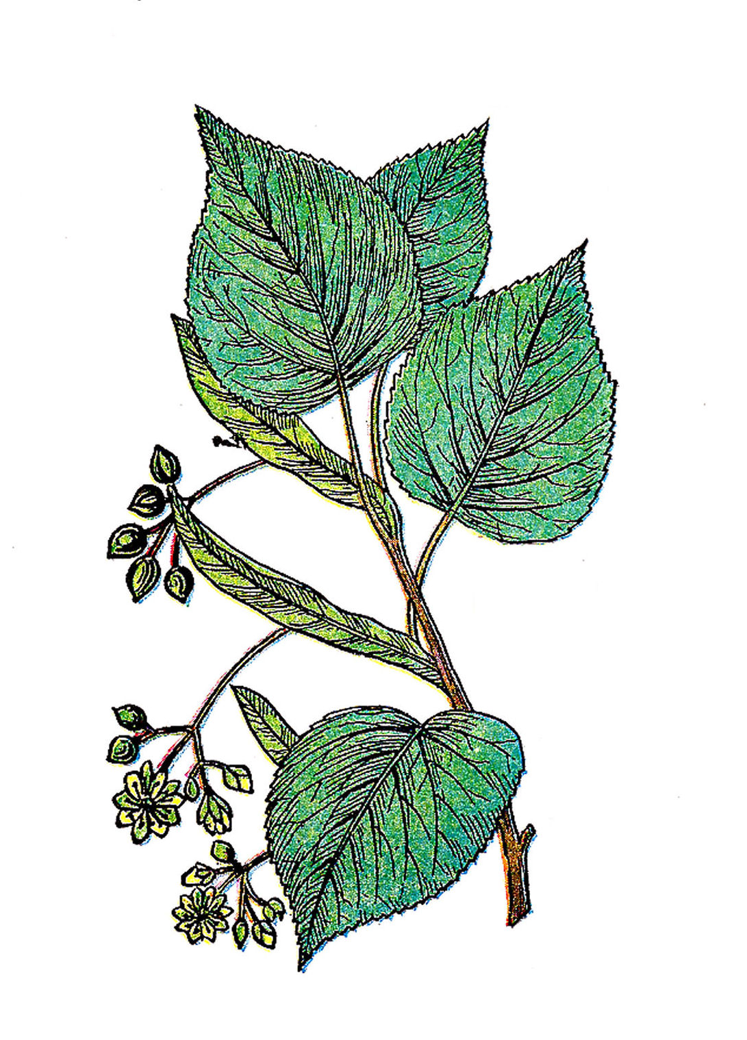 Antique Images: Free Botanical Clip Art: Vintage Illustration of a Lime ...