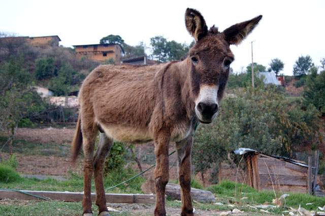 HONDURAS EN TU PALADAR