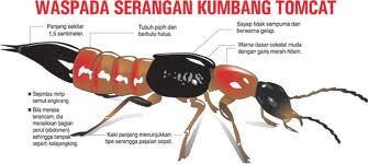 my story: SERANGGA TOMCAT