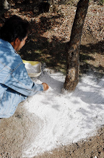 Athenee Importers: Mastiha Production - a fascinating process