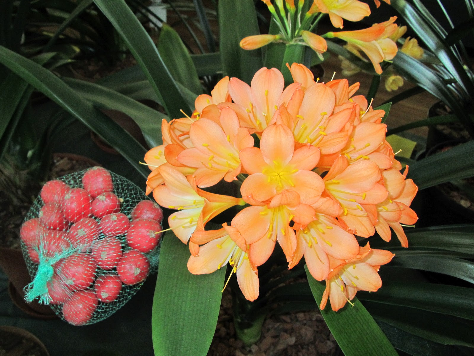 Tropical Farms Nursery: 2012-09-09
