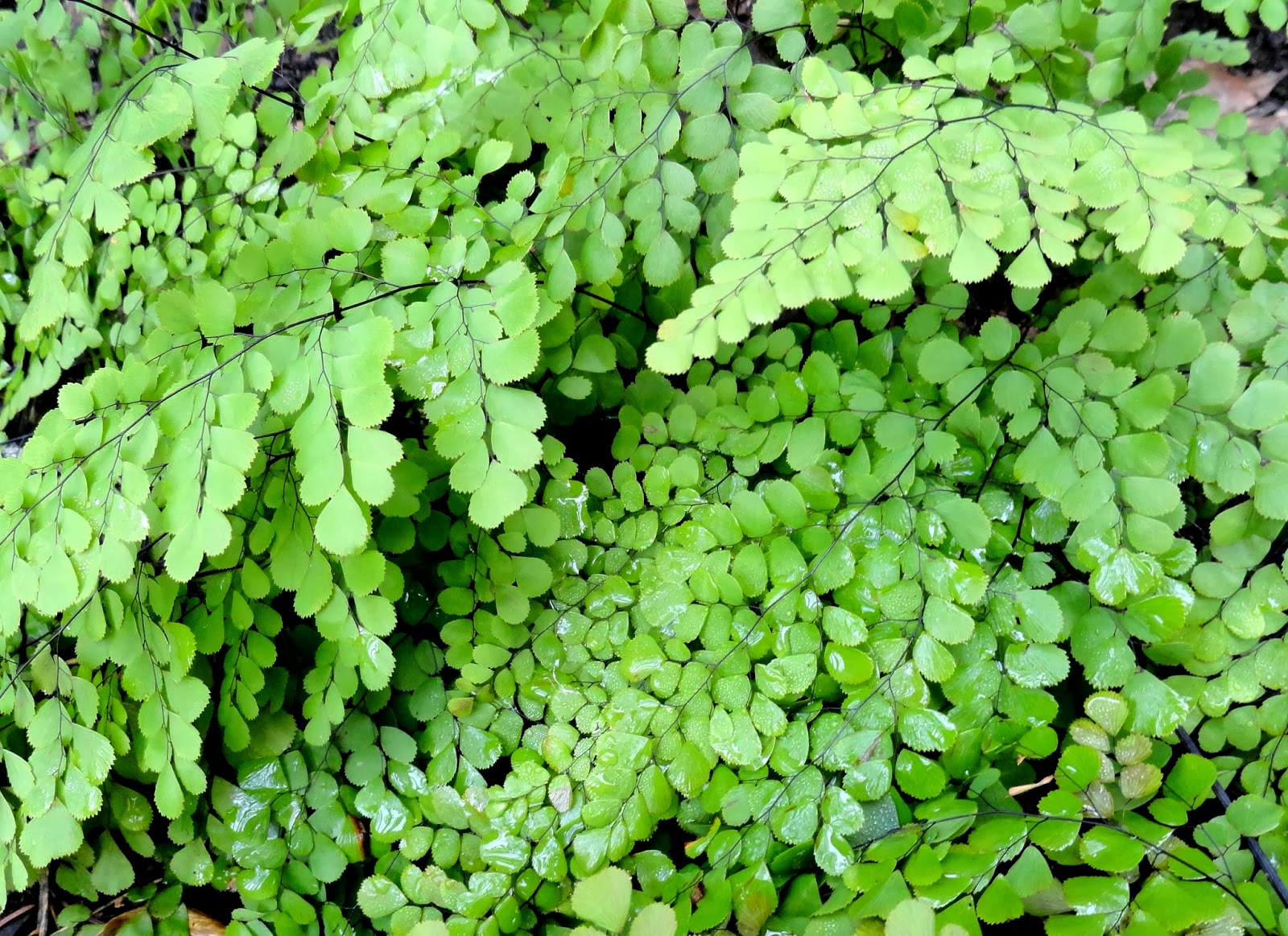 danger garden: Adiantum venustum is my favorite plant in the garden ...